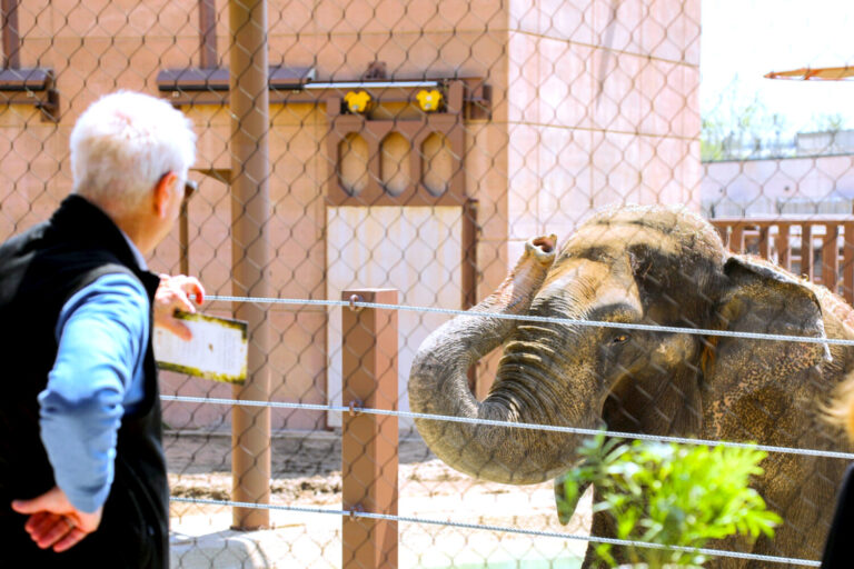 Elephant-Fence - Narrate Design